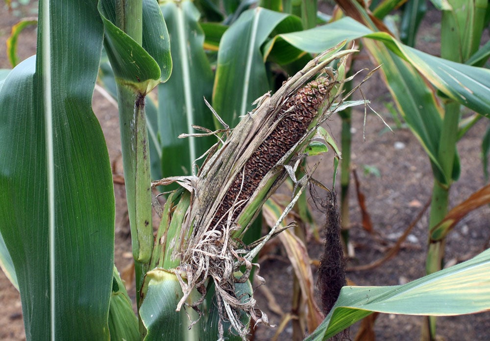 Deer damage crops near Cave Spring | Gallery | northwestgeorgianews.com