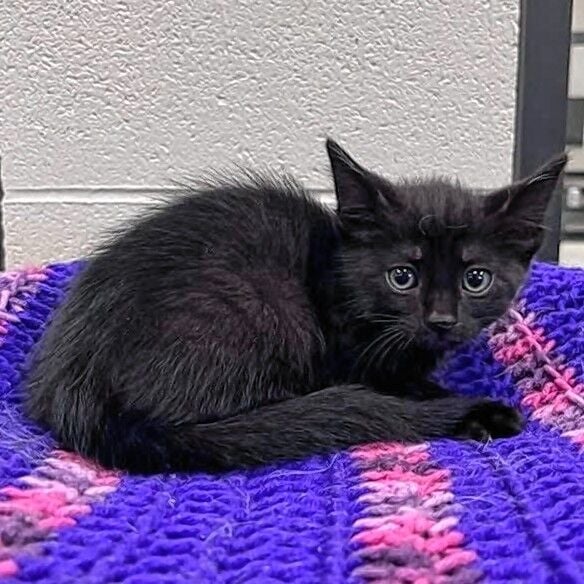 Gordon County adoptable pets | Gordon Life | northwestgeorgianews.com