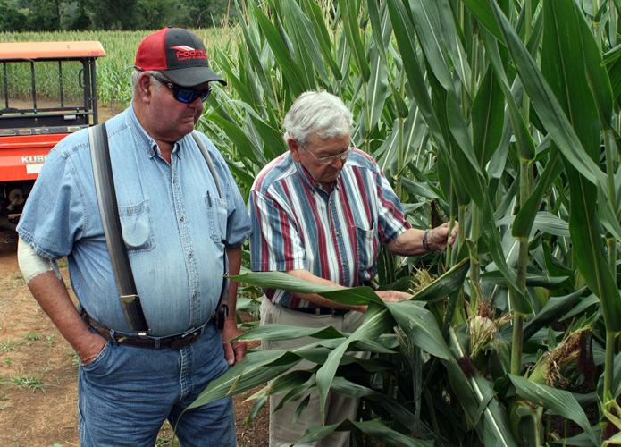 Deer damage crops near Cave Spring | Gallery | northwestgeorgianews.com