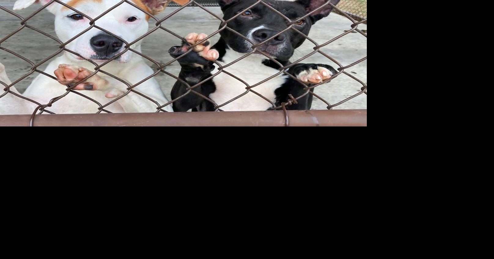 PAWS Director: Mandatory Spay and Neuter 'Will Start To Close the ...