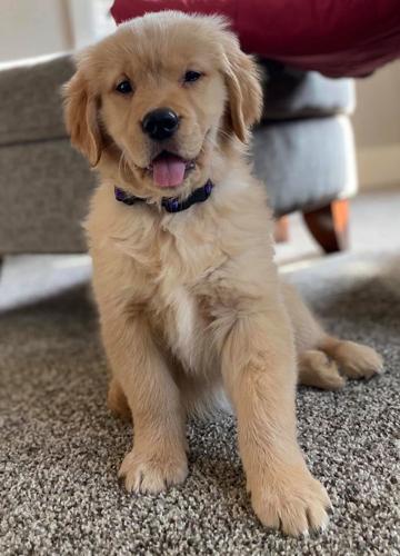 Calhoun Canines takes dog training digital | The Calhoun Times ...