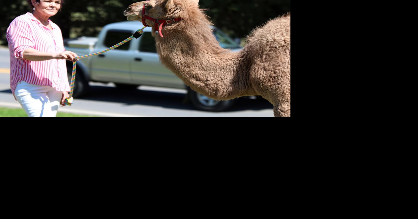 Exotic critters offer a change of pace for travelers in Model area ...