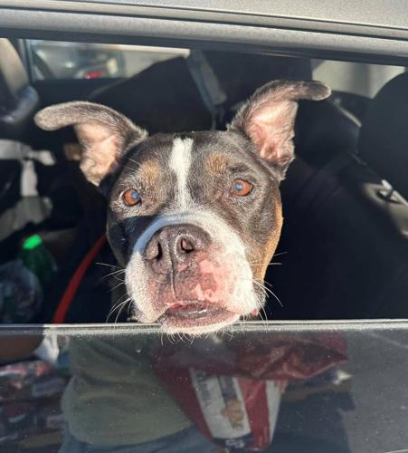 25 pallets of pet food given away in Ringgold | Lifestyles | northwestgeorgianews.com