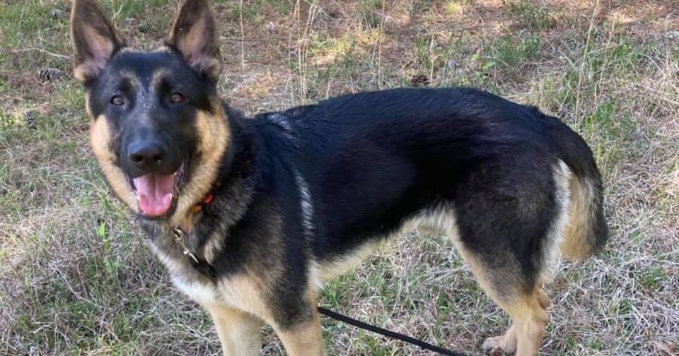 Pet of the Week: Moses | Gordon Life | northwestgeorgianews.com