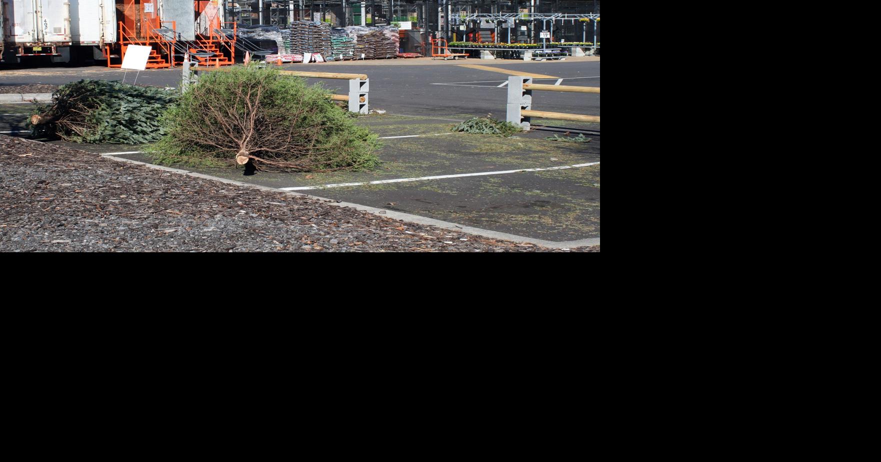 NFPA encourages prompt removal of Christmas trees | Lifestyles ...