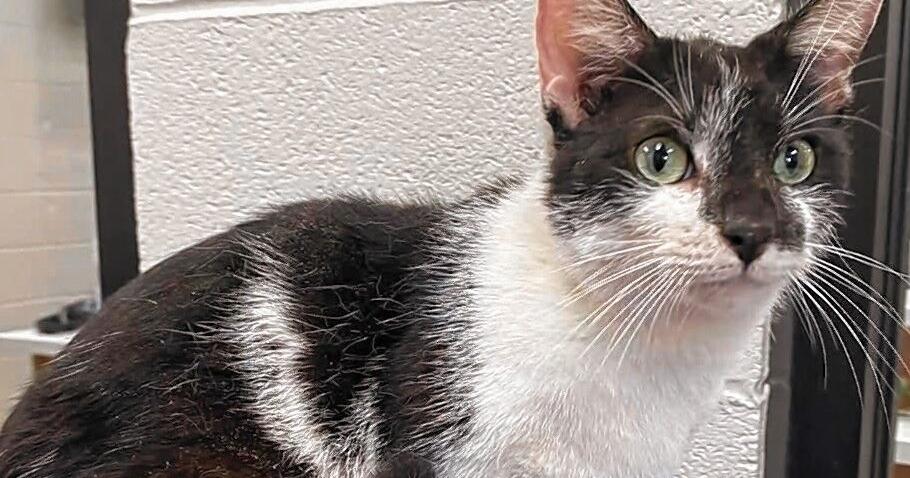 Gordon County adoptable pets | Gordon Life | northwestgeorgianews.com