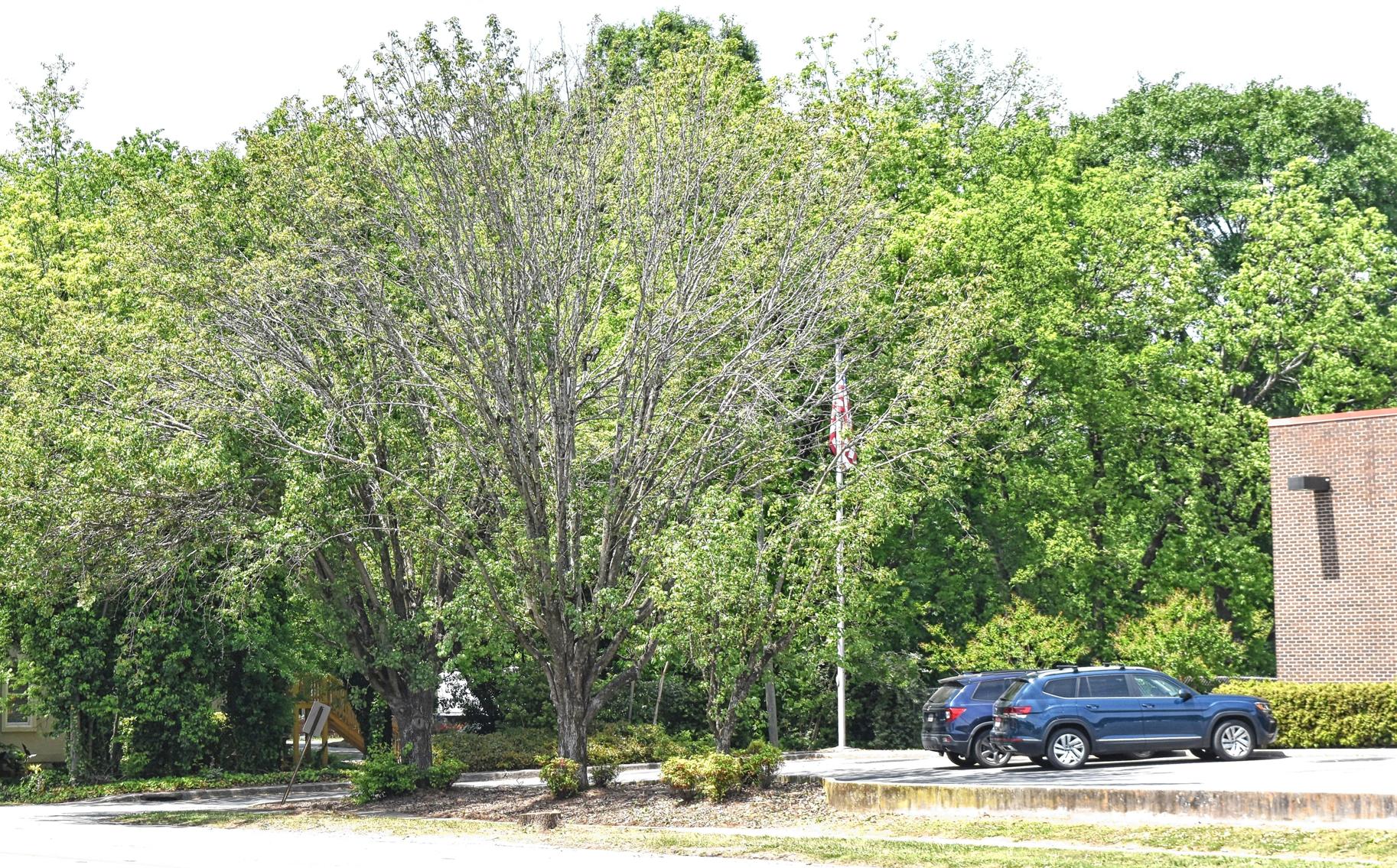 Effort begins to remove invasive trees from City of Calhoun properties ...