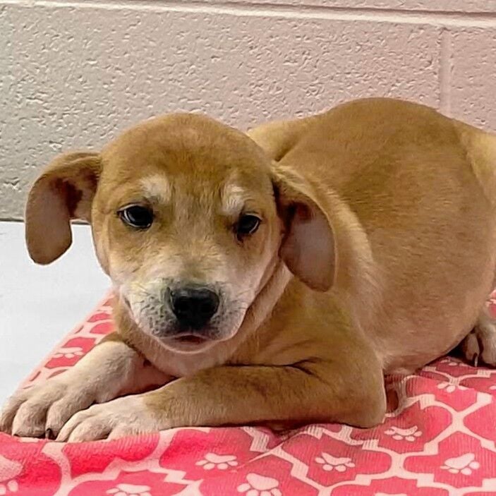 Gordon County Adoptable Pets | Gordon Life | northwestgeorgianews.com