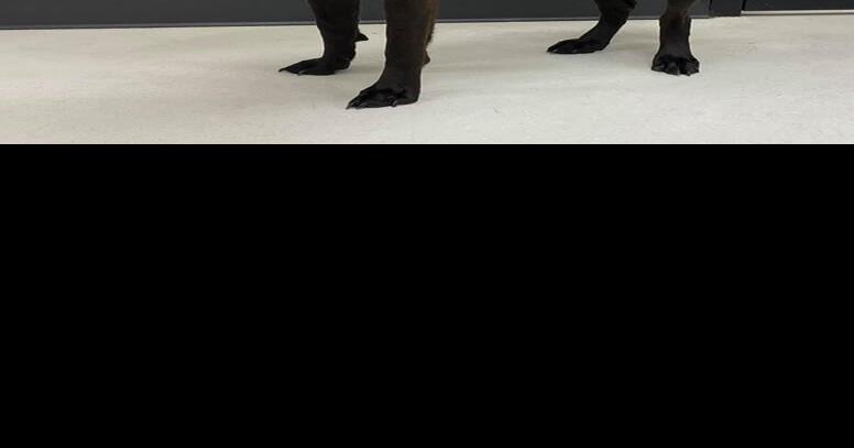 Pet of the Week: Daisy | Gordon Life | northwestgeorgianews.com