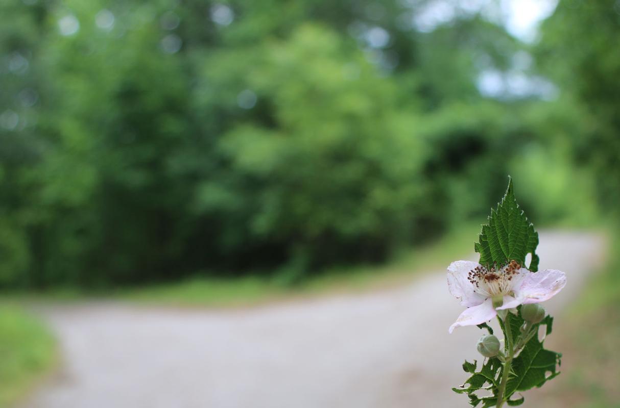 Trail SPLOST projects slowly working toward completion | Local News ...