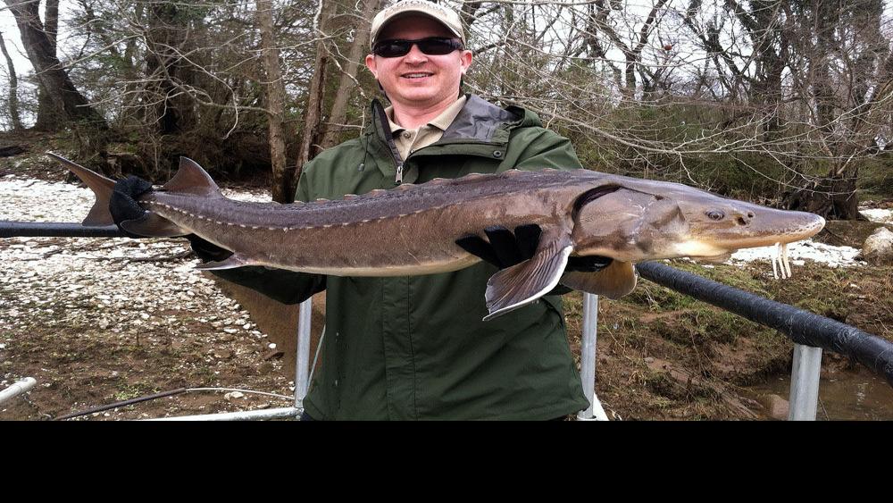 Lake sturgeon making a comeback in Northwest Georgia rivers | Local ...
