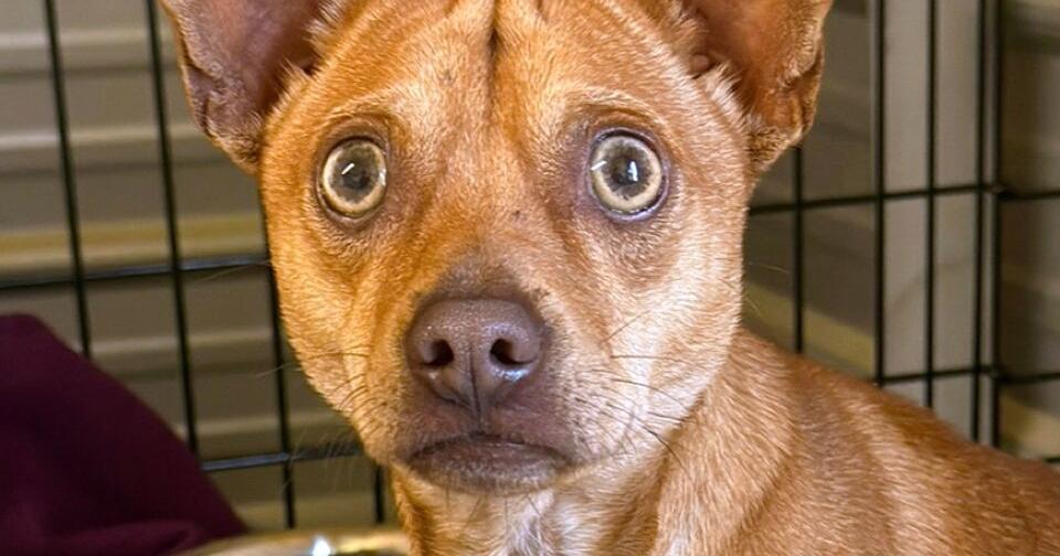 Standard Journal Pets of the Week for the Wednesday, Jan. 4, 2023 ...