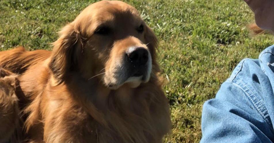 Calhoun Canines takes dog training digital | The Calhoun Times ...