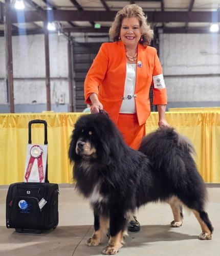 Cedartown resident to show top ranked Tibetan Mastiff at Westminster ...