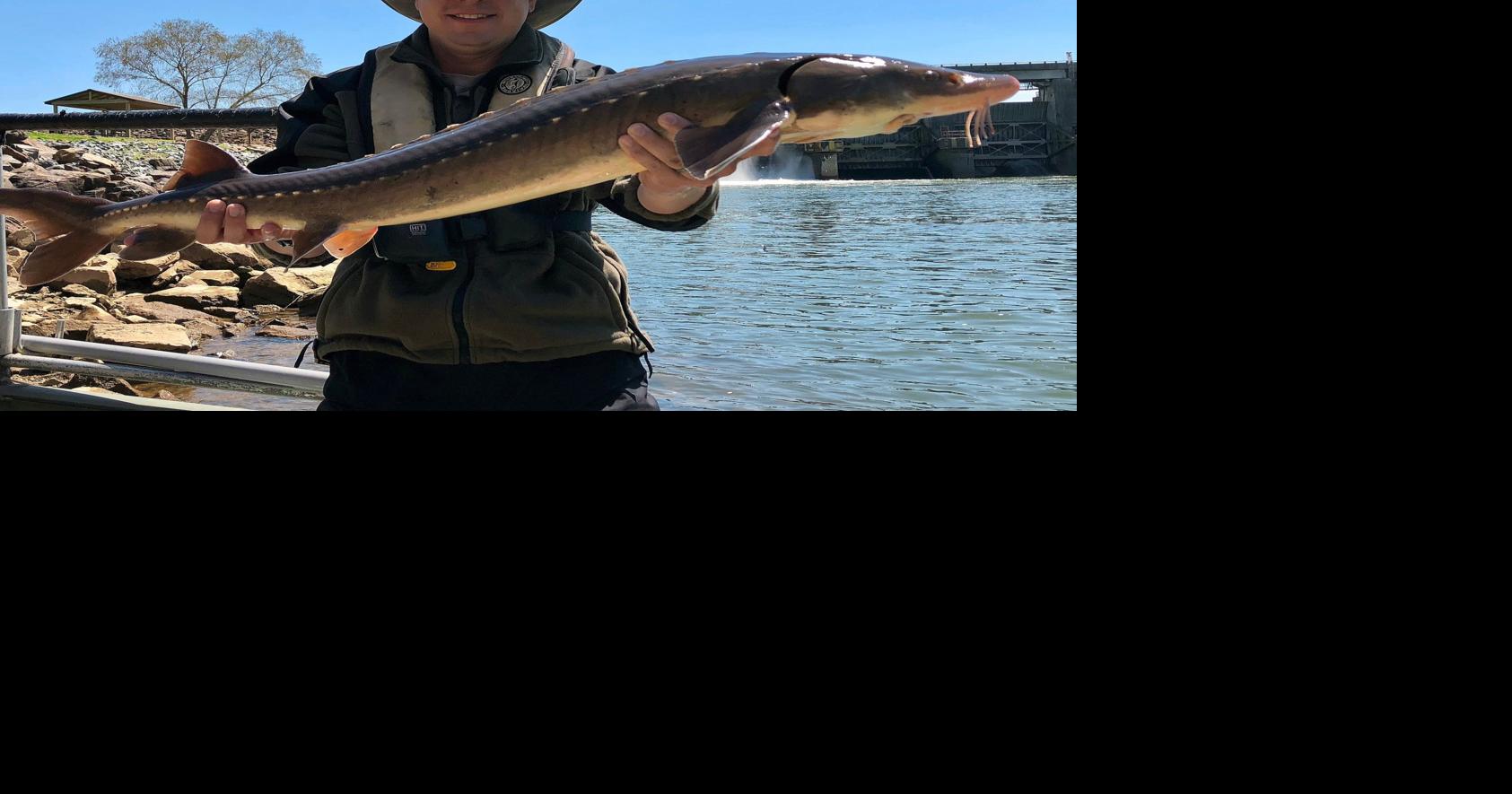 20 years in, lake sturgeon efforts continue in the rivers | Local News ...