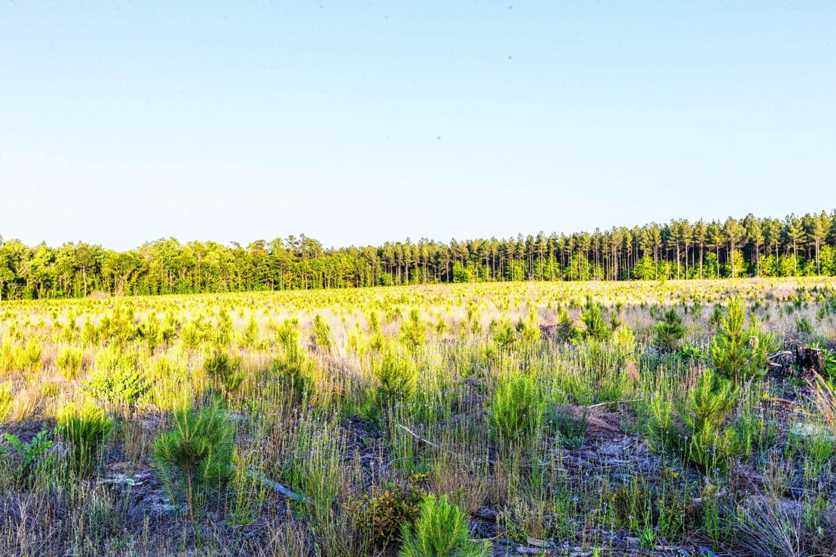 Timbering for the long haul: Floyd County grower sees stakes in ...