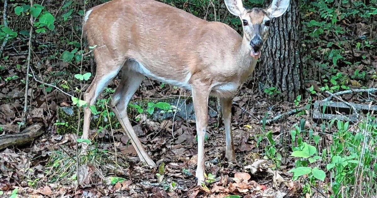 NW Ga deer season heading into final stretch | Local News ...