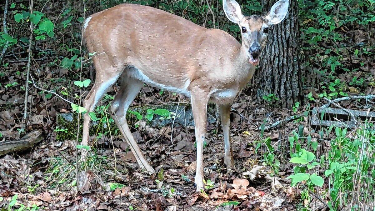 NW Ga deer season heading into final stretch | Local News ...