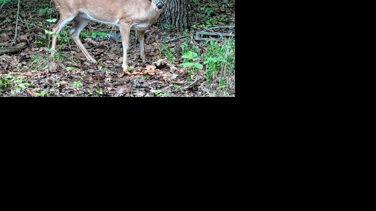 NW Ga deer season heading into final stretch | Local News ...