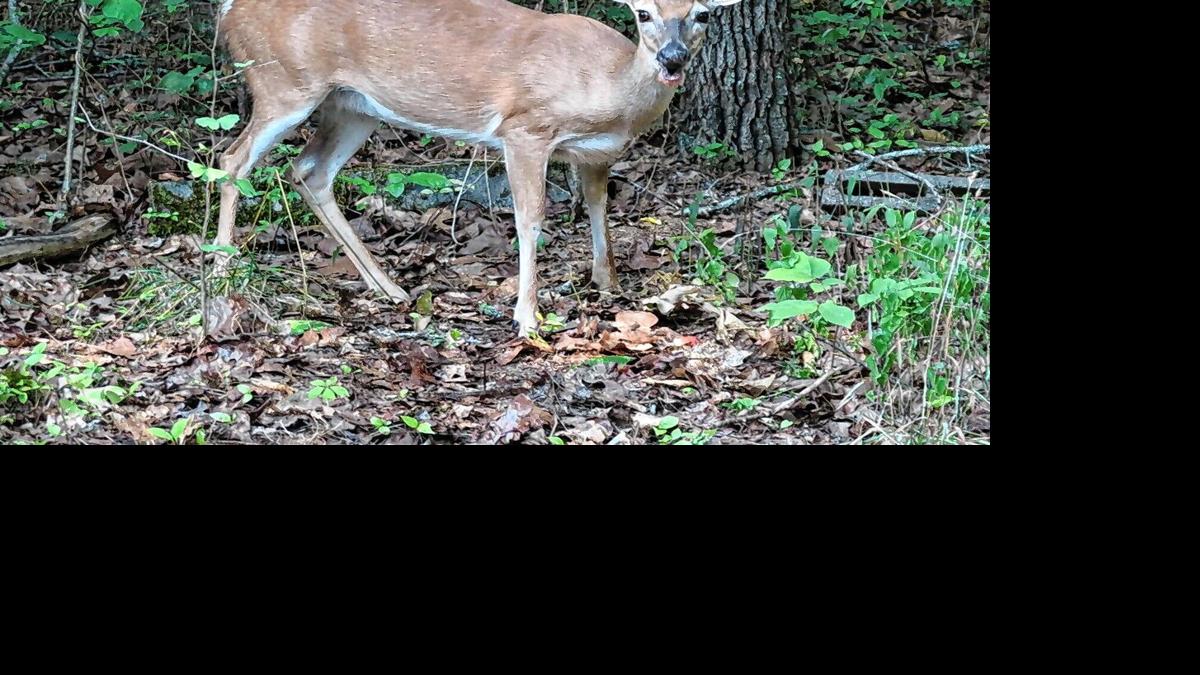 NW Ga deer season heading into final stretch | Local News ...