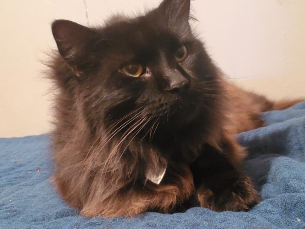 Three years later: Owner finds microchipped cat, assisted by Floyd ...