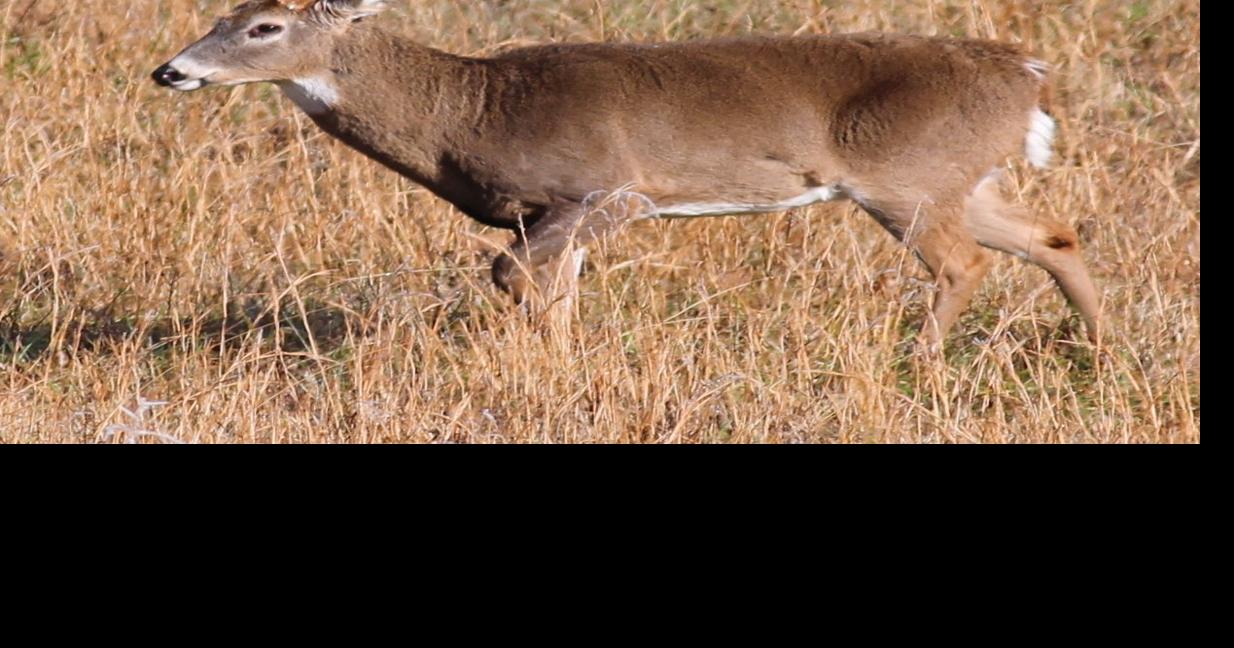 Driver alert: Peak deer rut season is approaching | Local News ...
