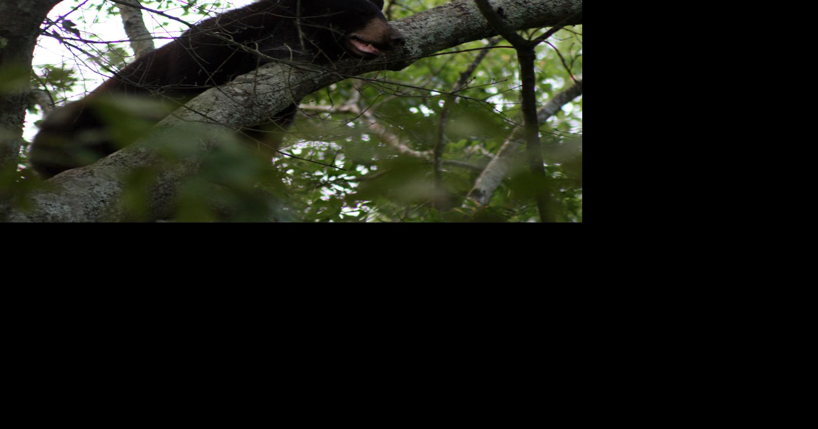 Spring signals black bears sightings in Georgia | Local News ...