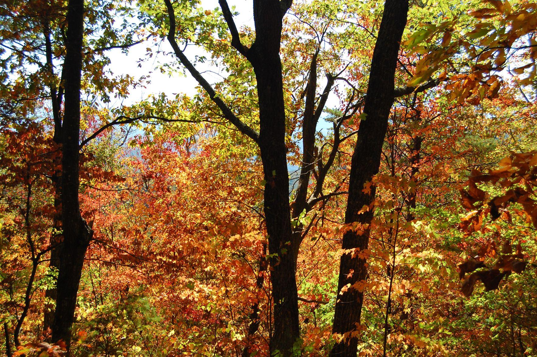 Georgia state parks’ ‘Leaf Watch’ website tracks best fall color ...