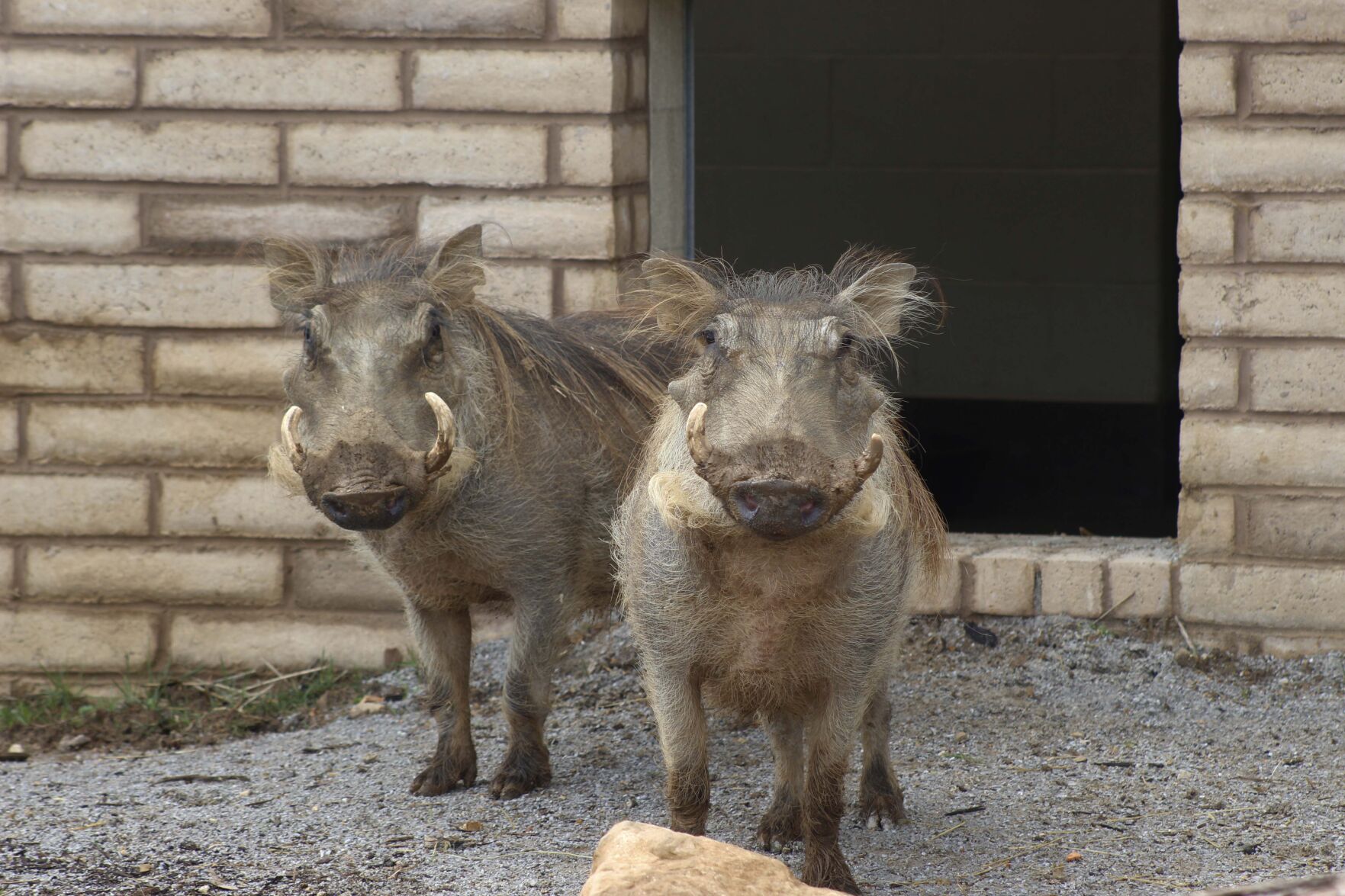 Chattanooga Zoo Welcomea New Warthogs | Hometown Headlines ...