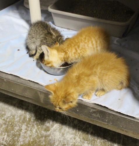 Floyd County Animal Shelter | Gallery | northwestgeorgianews.com