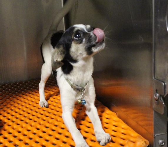 Floyd County Animal Shelter | Gallery | northwestgeorgianews.com