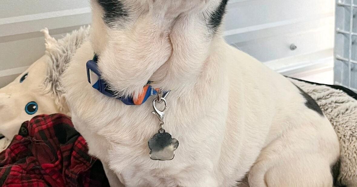 Standard Journal Pets of the Week for the Wednesday, March 1, 2023 ...