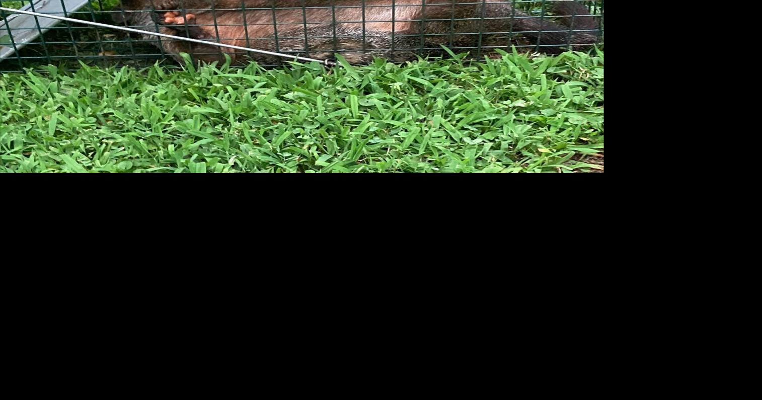 Catch and Release | Local | northwestgeorgianews.com