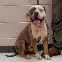Gordon County adoptable pets | Gordon Life | northwestgeorgianews.com