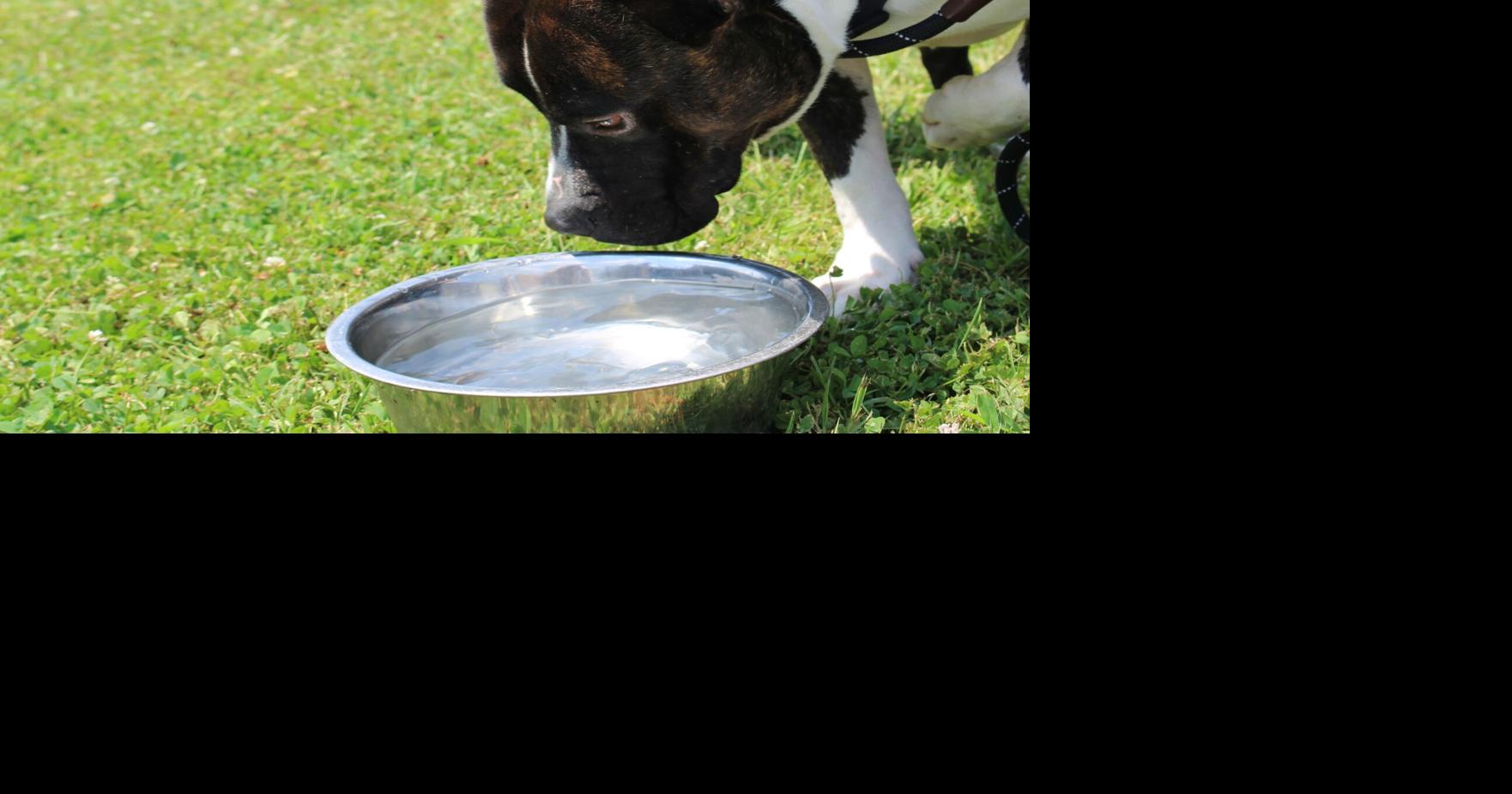 PAWS: Protect Your Pets During Heatwave | Local News ...