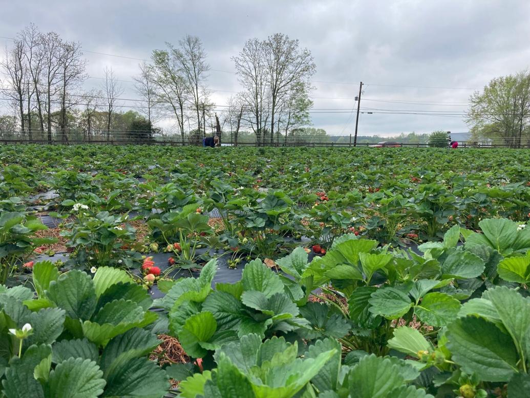 LCCL Strawberry Farm opens for 22nd annual picking season | Local News ...