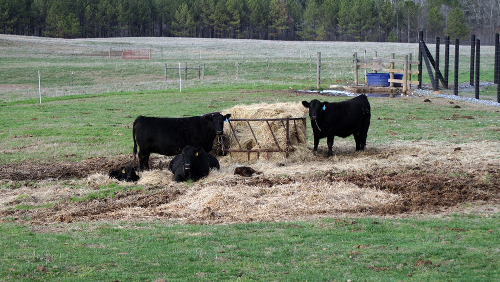Berry beef a mainstay of student enterprises | Business ...