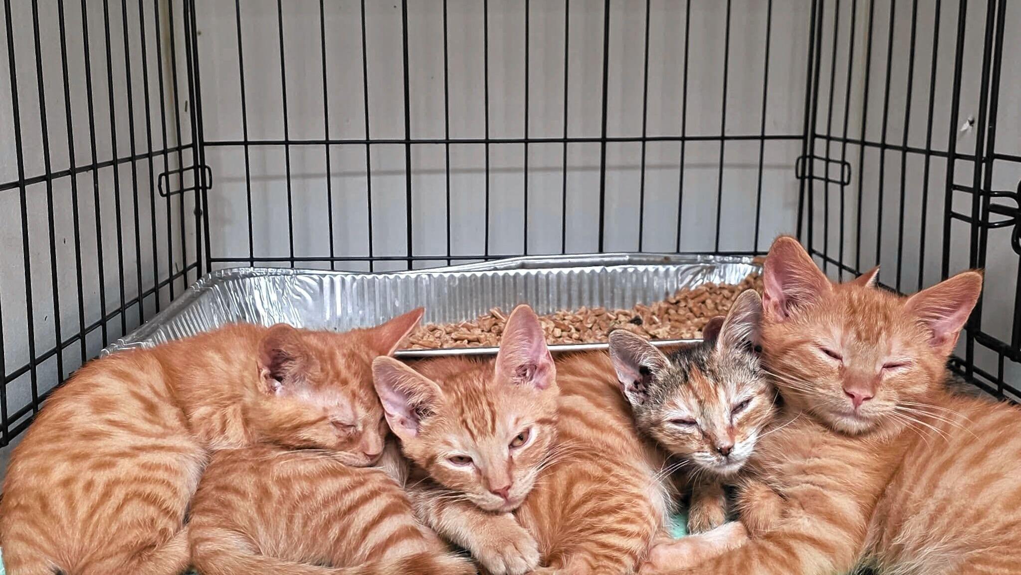 Raffles, generosity raises funds for Floyd Felines | Local News ...