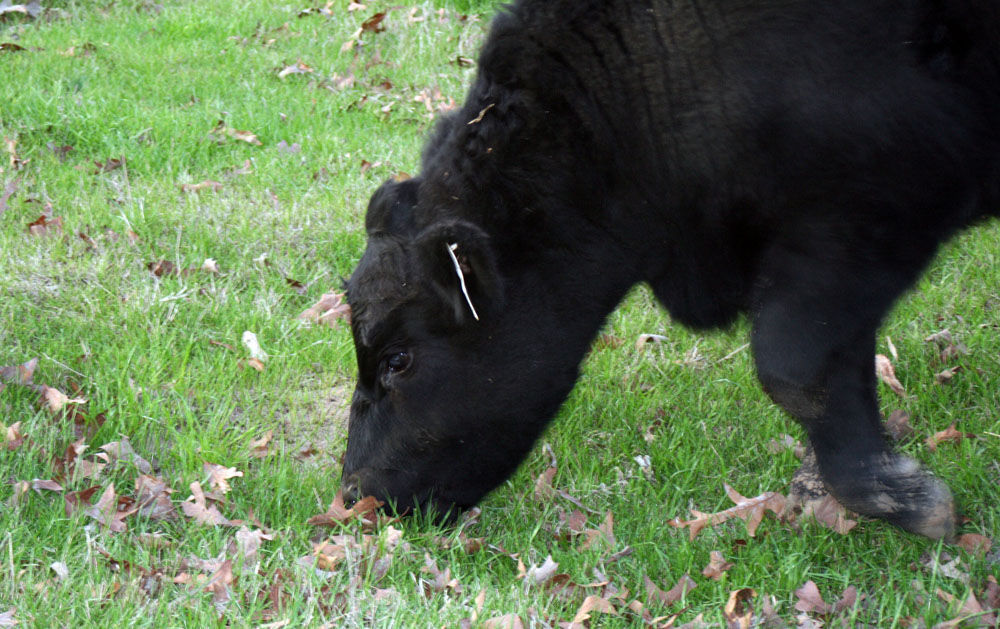 Berry beef a mainstay of student enterprises | Business ...