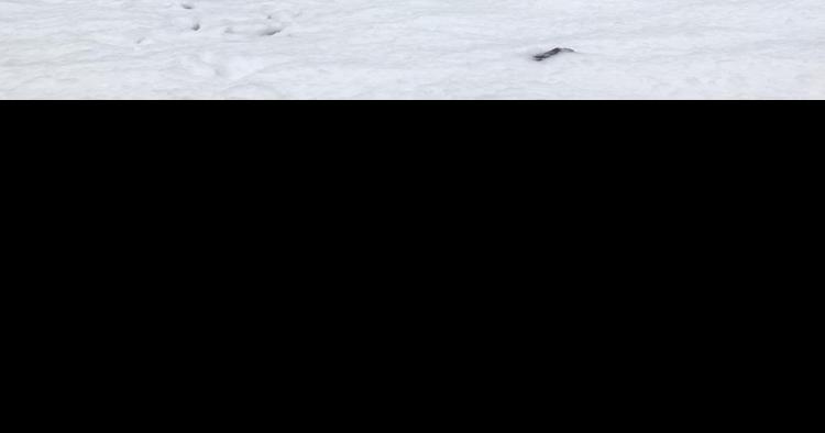 Reader Snow Pictures | Gallery | northwestgeorgianews.com