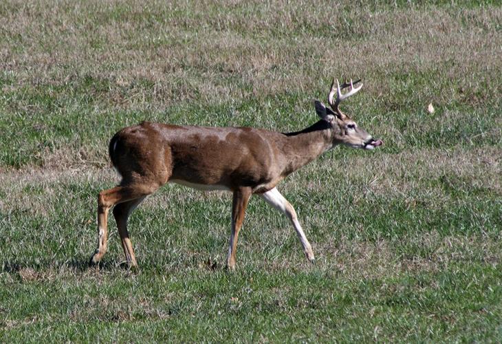 Out and about at Berry | Gallery | northwestgeorgianews.com