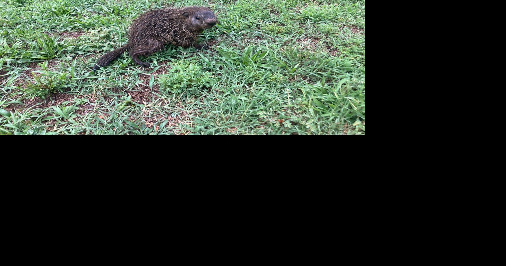 A Lindale groundhog gets a new home | Local | northwestgeorgianews.com