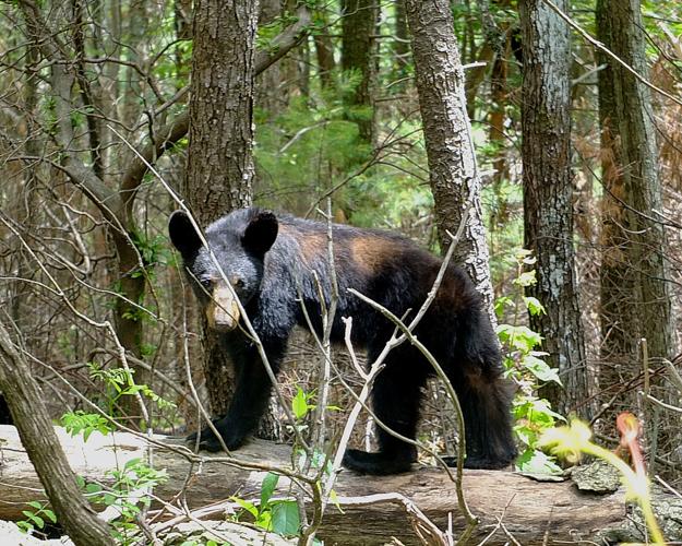 Headed to the Great Outdoors? Be BearWise | Gordon Life ...