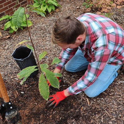 Local Rotary clubs, Berry College partner in hybrid chestnut tree ...