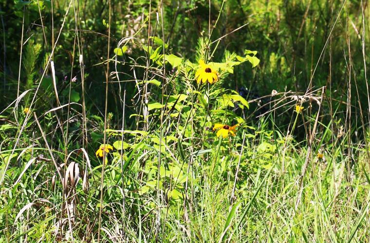 Witnessing God’s Natural Beauty In Cave Spring: Wildflowers Bloom In ...