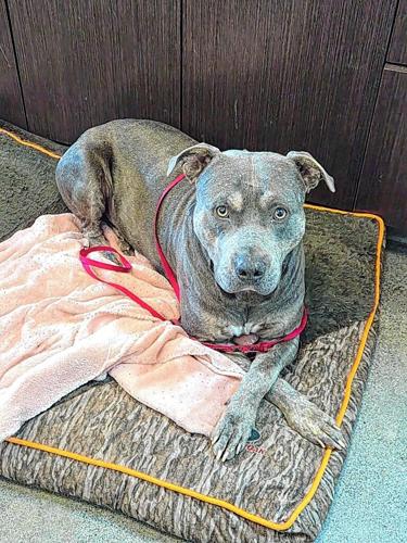 Pets of the week for Jan. 3, 2026 | | northwestgeorgianews.com