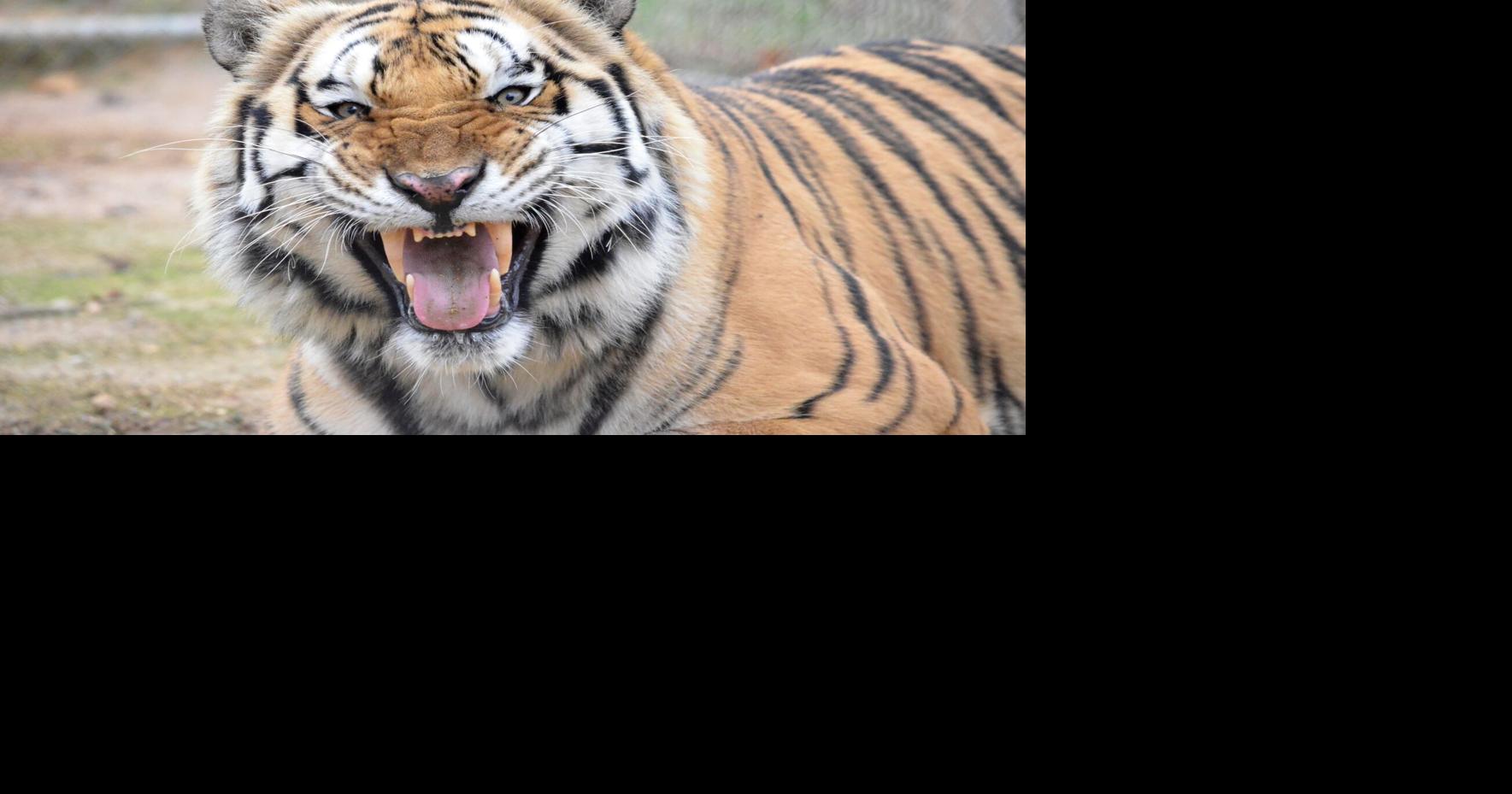 Tigers for Tomorrow celebrates 20 years in Alabama; announces expansion ...