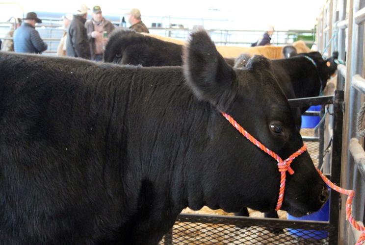 Polk County Show Team holds annual cattle sale | Local ...