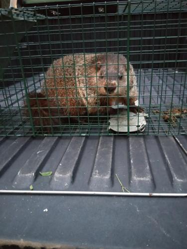 Catch and Release | Local | northwestgeorgianews.com