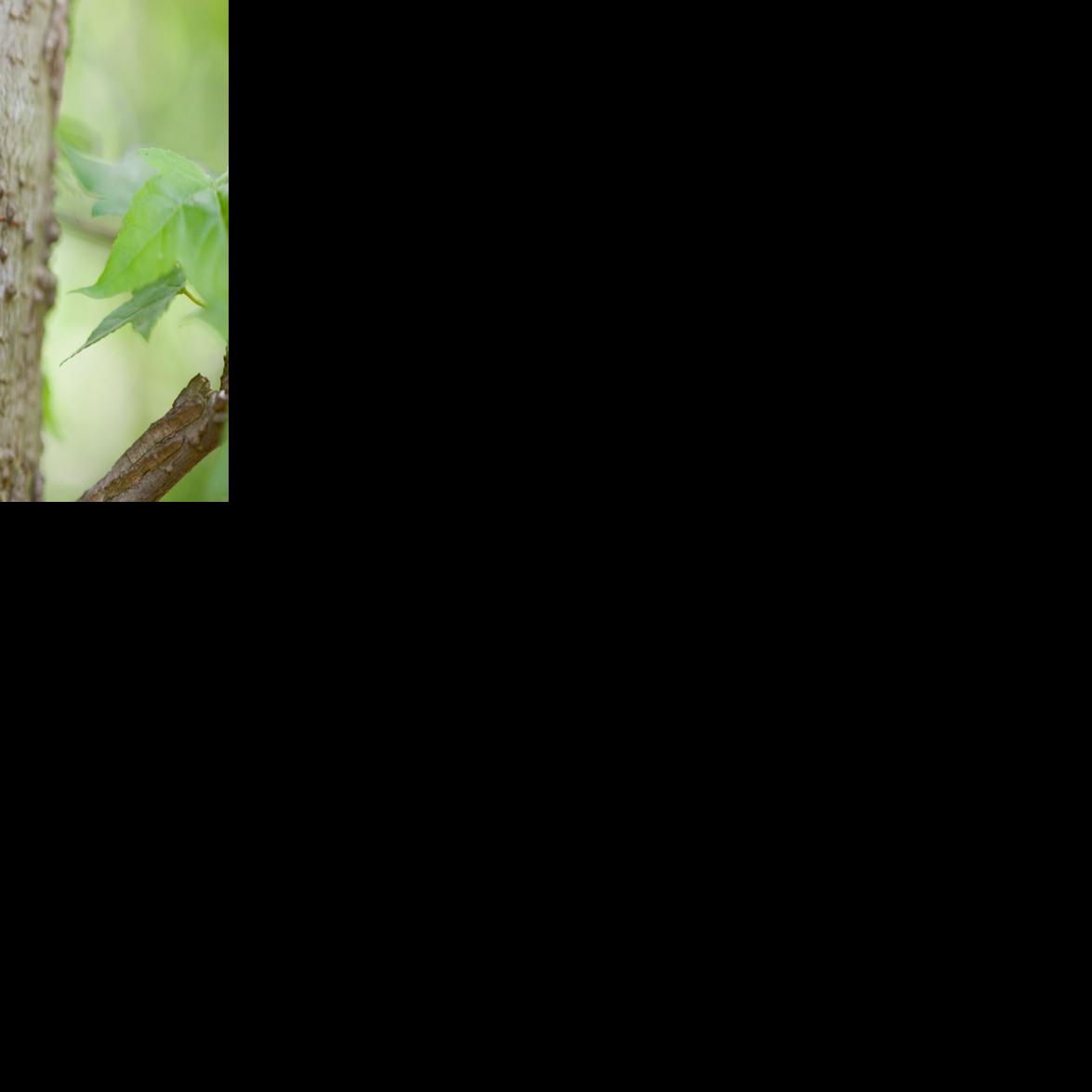 The cicadas are coming to North Georgia | Local News ...